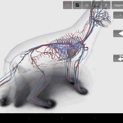 3D Dog Anatomy: Android App | VetBooks